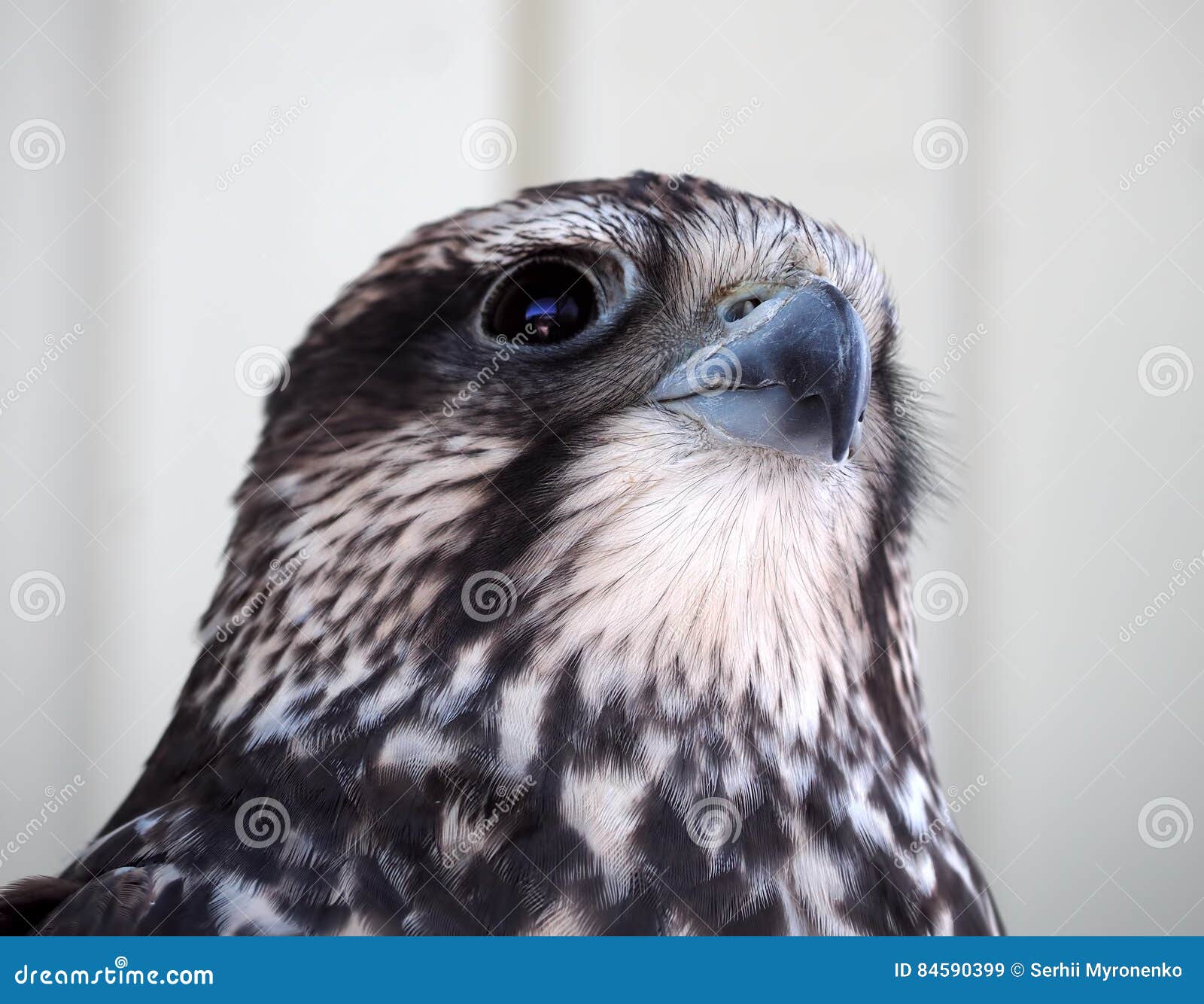 Eagle Serious Portrait View Drom Down at White Background Stock Image ...