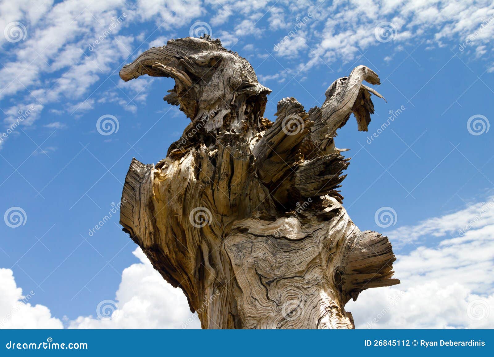 Eagle Shaped Twisted Old Tree Stump Stock Photo - Image of twisted ...