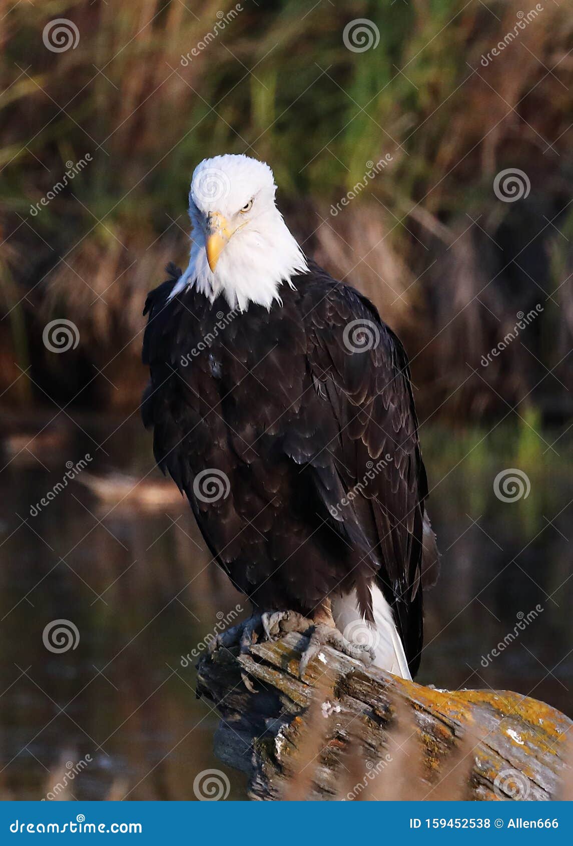 Eagle with Sharp Eyes in Alaska Stock Photo - Image of withered, eagle ...