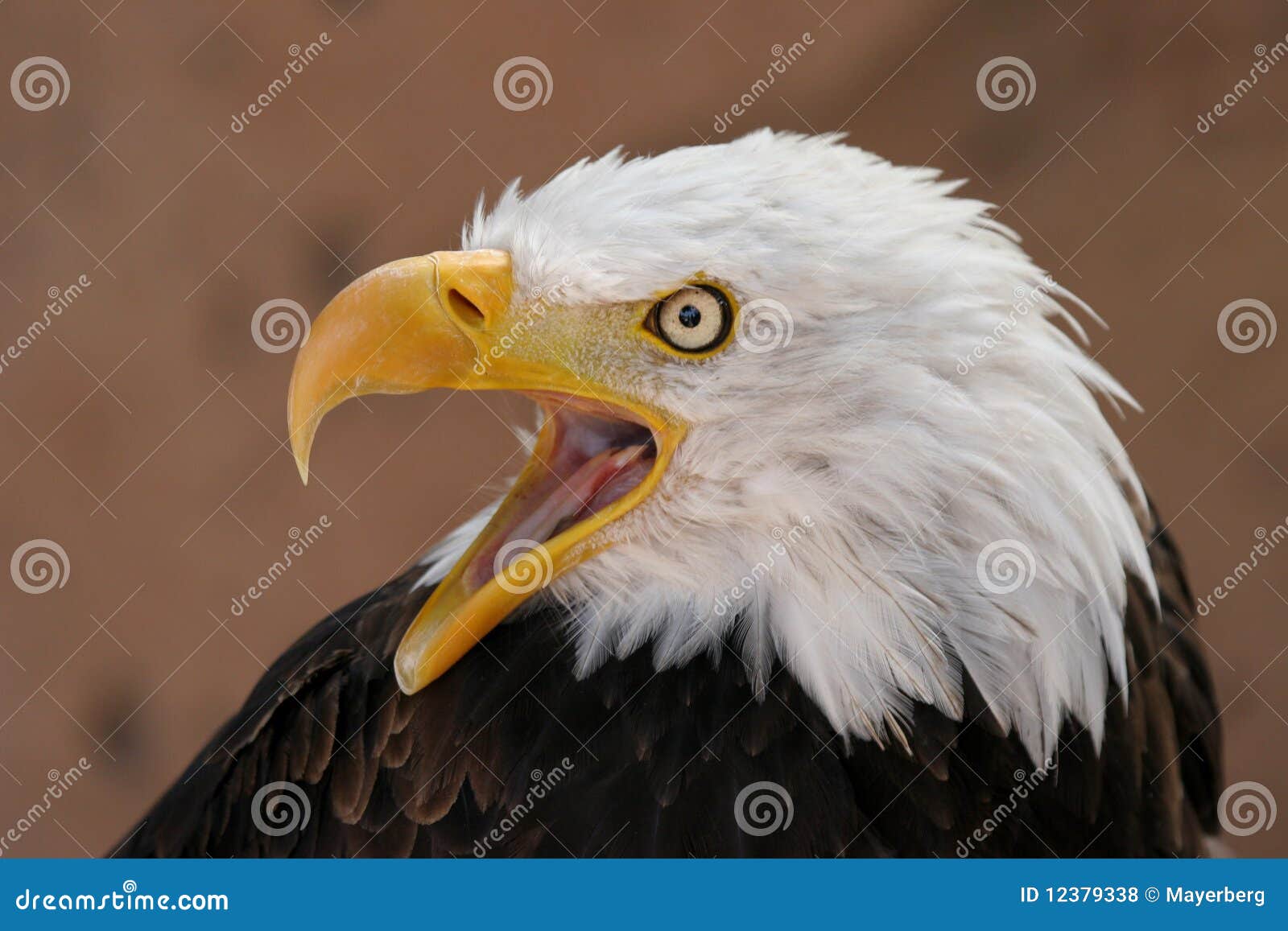 Eagle shout stock photo. Image of hawk, animal, shout - 12379338