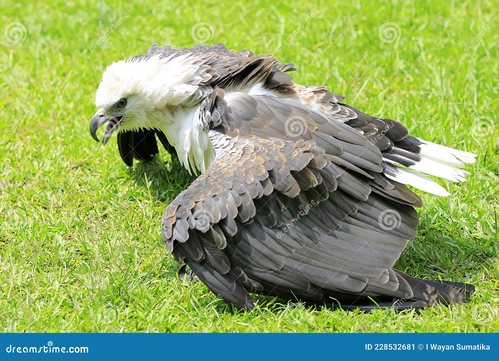 An Eagle is Showing Aggressive Behavior. Stock Image - Image of ...