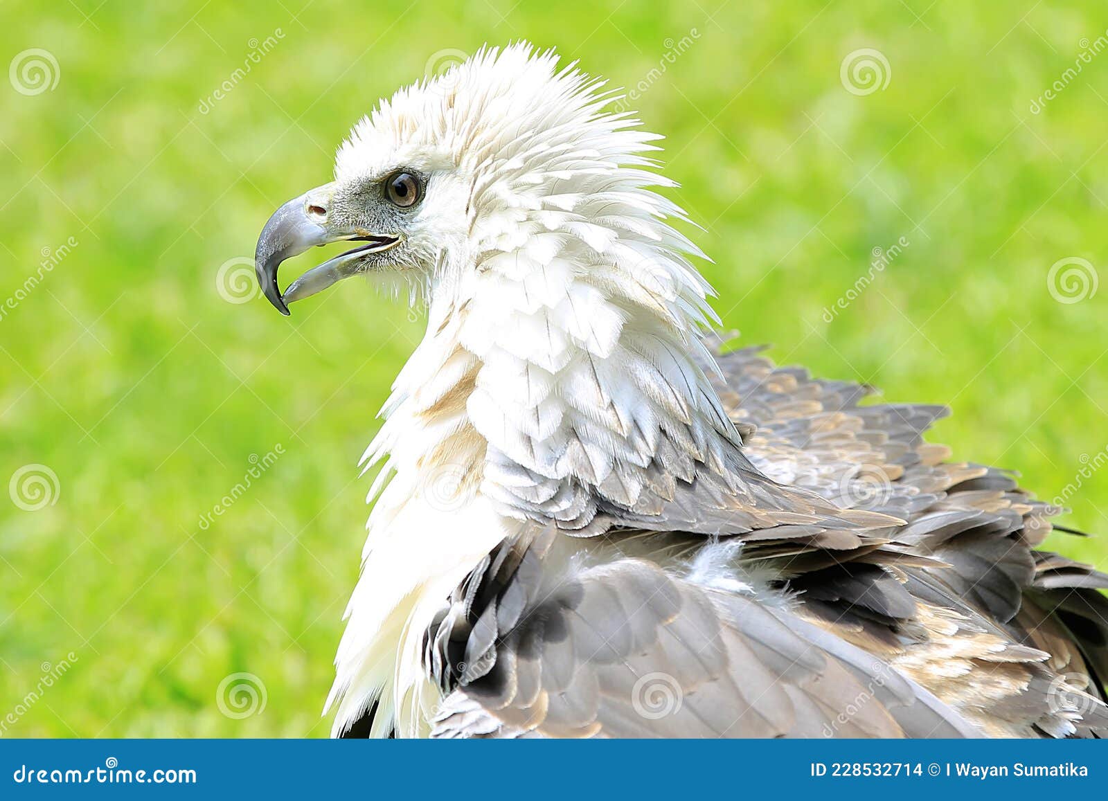 An Eagle is Showing Aggressive Behavior. Stock Photo - Image of feather ...