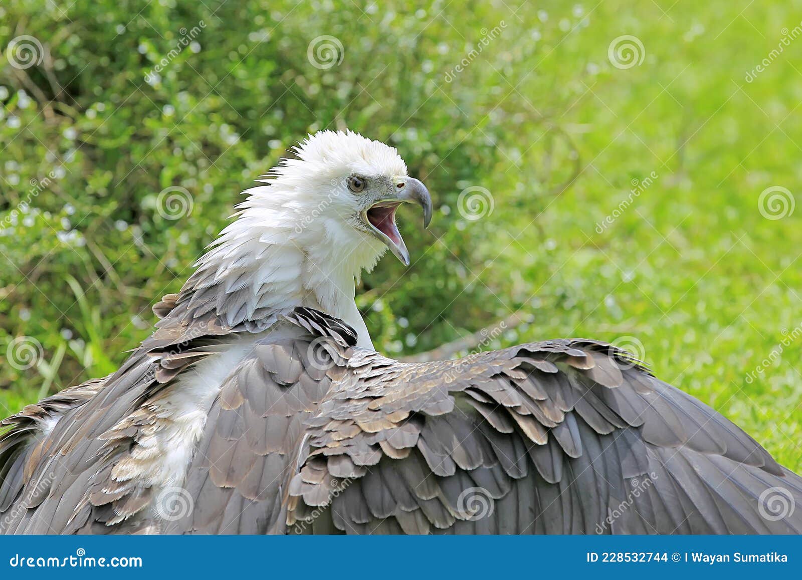 An Eagle is Showing Aggressive Behavior. Stock Photo - Image of falcon ...