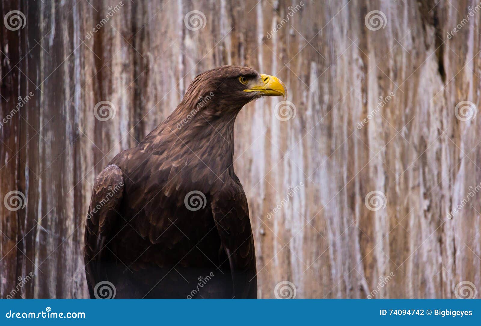 Bald Eagle Side View Stock Photos - Download 202 Royalty Free Photos