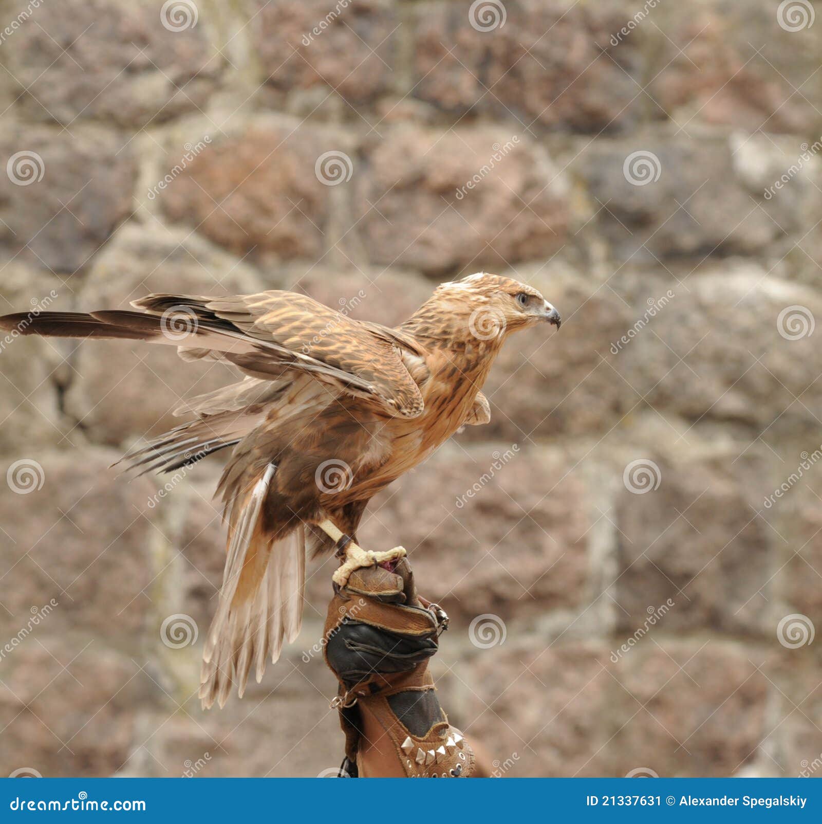 The eagle sits on a hand stock image. Image of wall, bird - 21337631