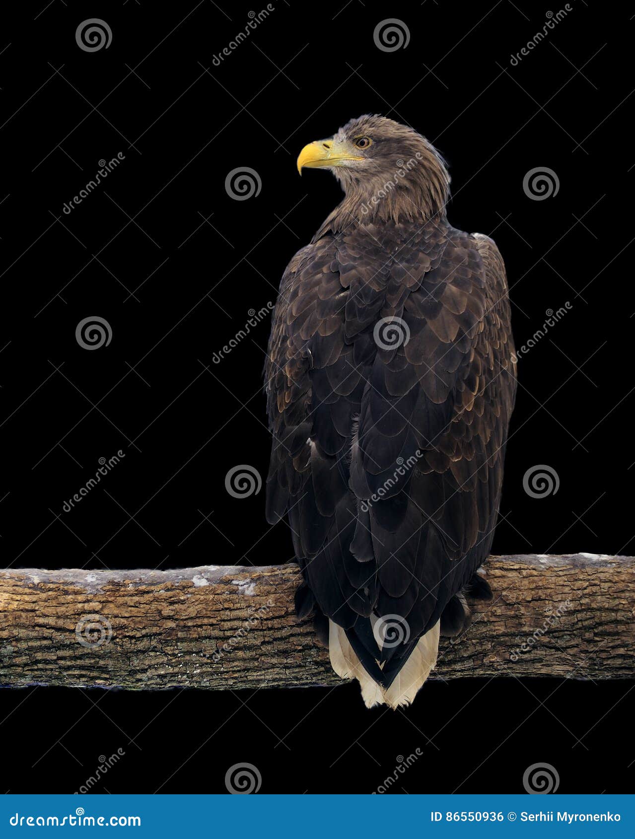 Eagle Sitting at the Branch and Looking Back Isolated at Black Stock ...