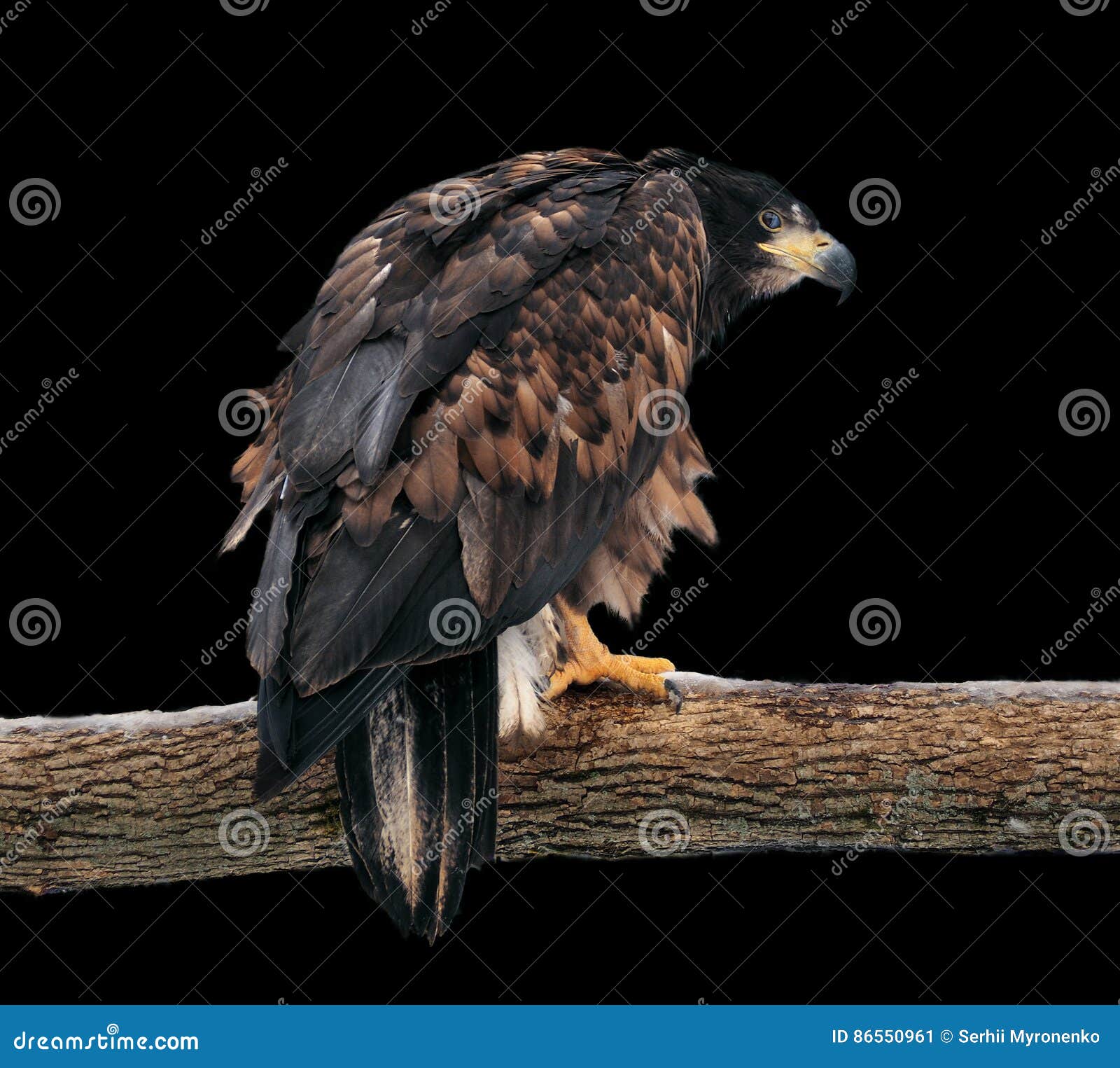 Eagle Sitting at Branch and Looking Back Isolated on Black Stock Image ...