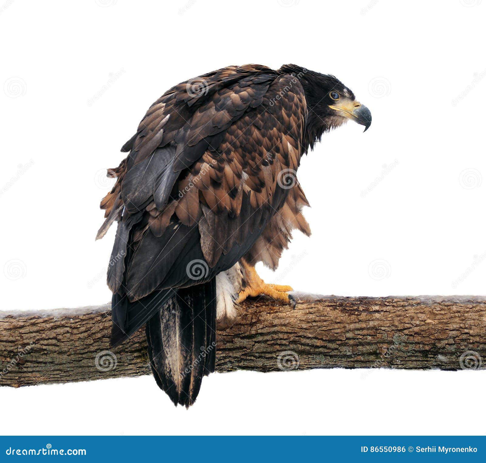 Eagle Sitting at Branch and Looking Back Isolated on White Stock Photo ...