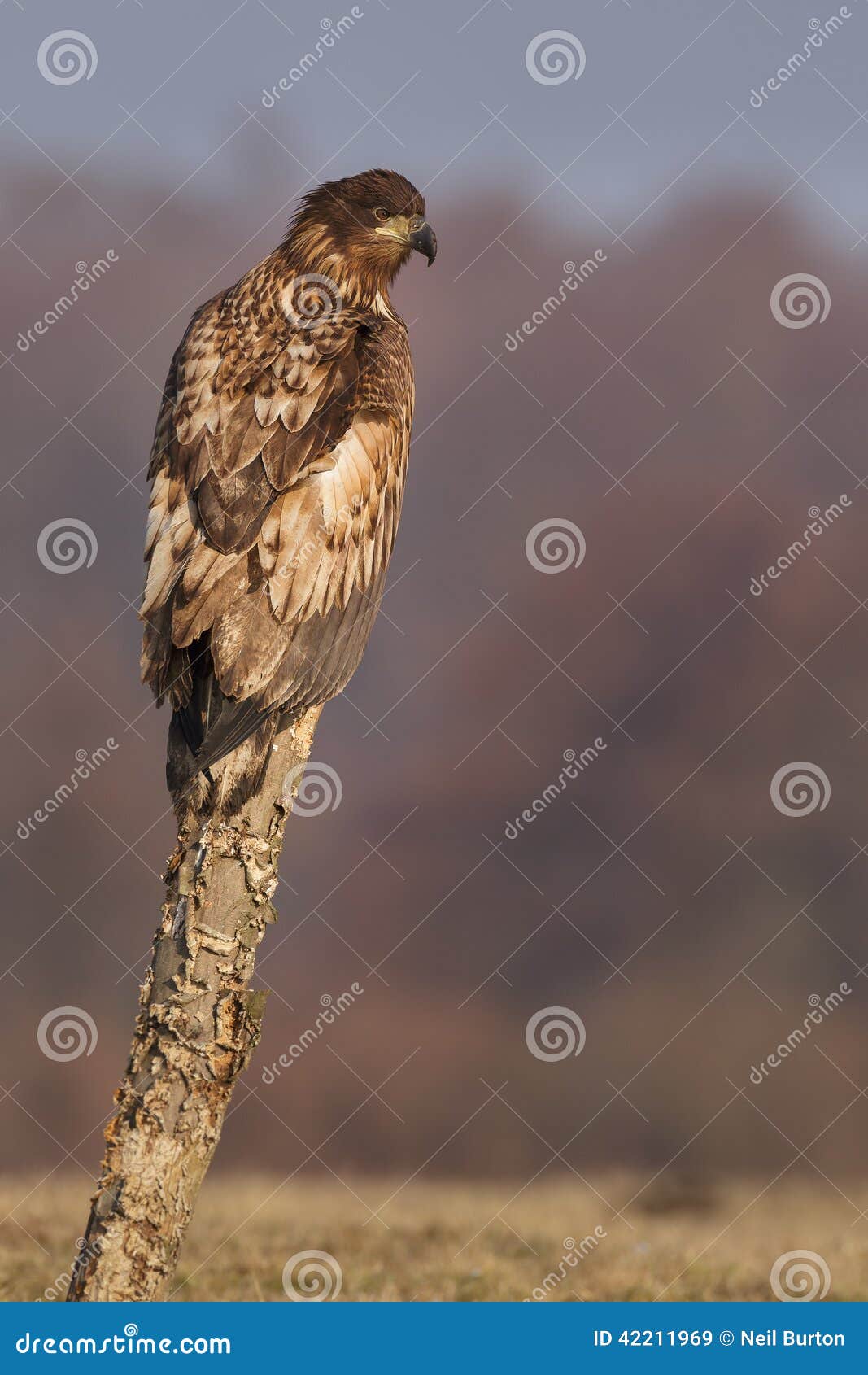 Eagle Sitting on a Fence Post Stock Image - Image of lake, feathers ...