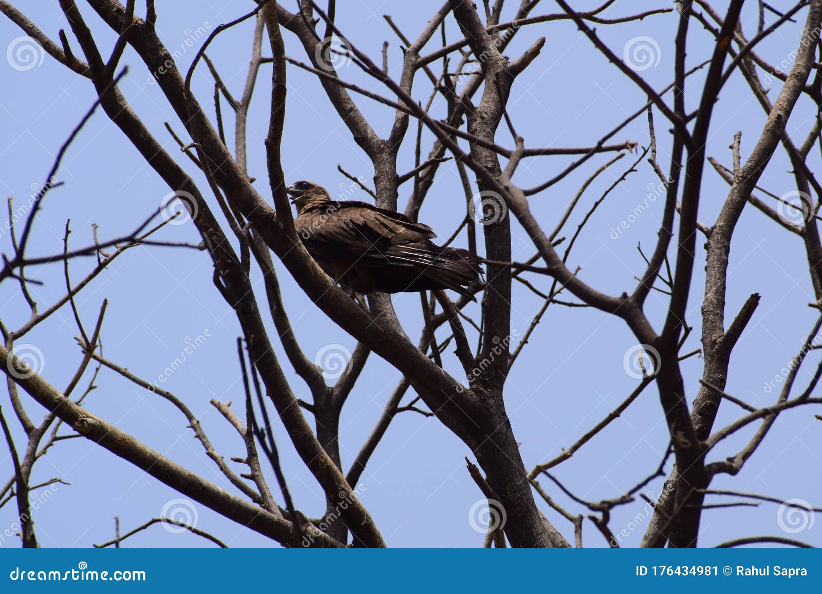 Eagle Sitting on the Leafless Tree during Morning Time in Delhi India ...