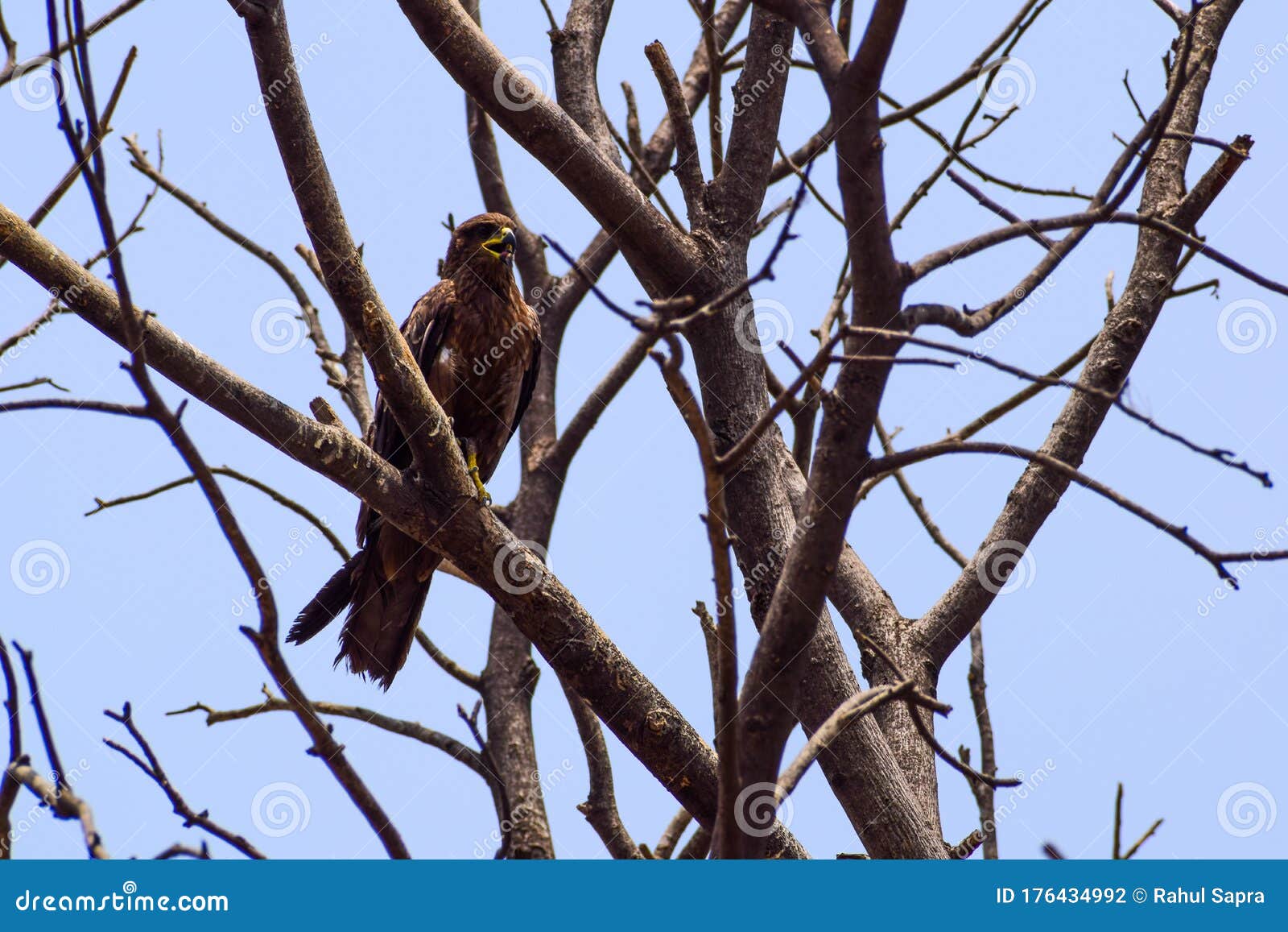 Eagle Sitting on the Leafless Tree during Morning Time in Delhi India ...