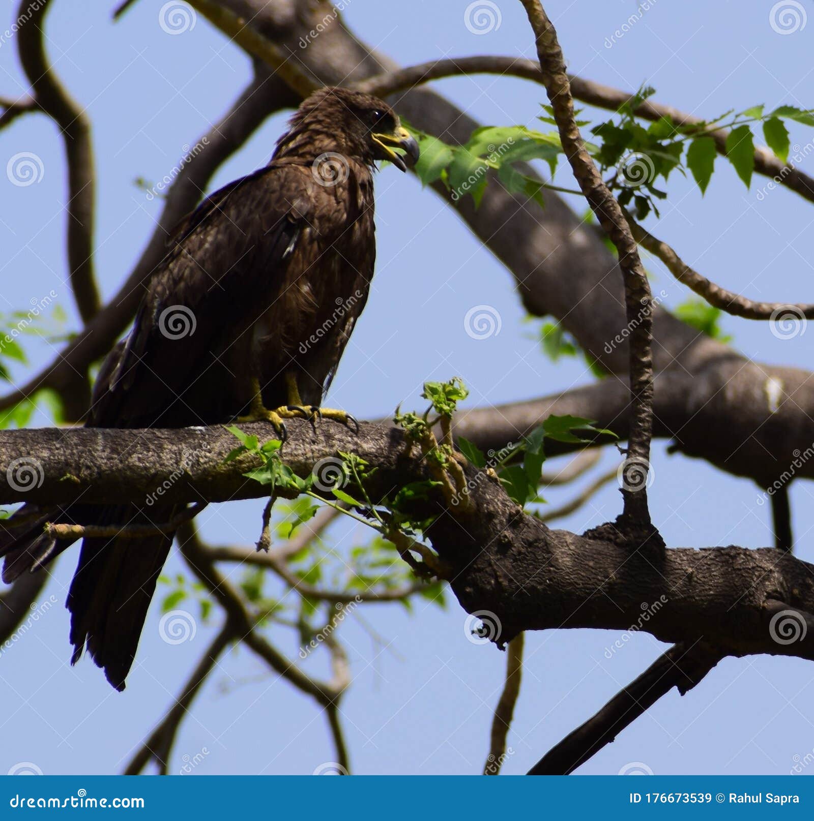 Eagle Sitting on the Leafless Tree during Morning Time in Delhi India ...