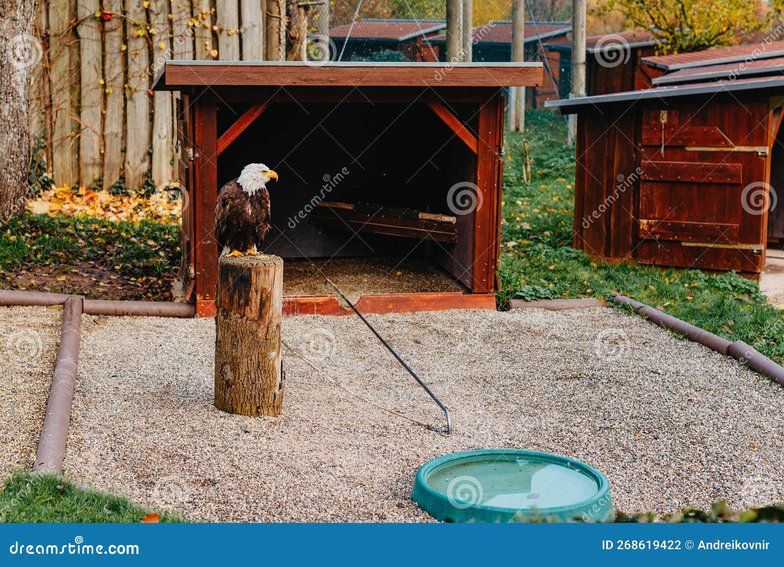Eagle Sitting in a Zoo Cage and Looking Straight into the Frame ...