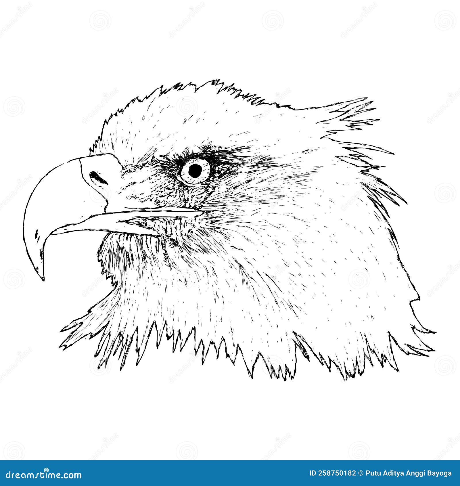 Eagle sketch stock vector. Illustration of character - 258750182