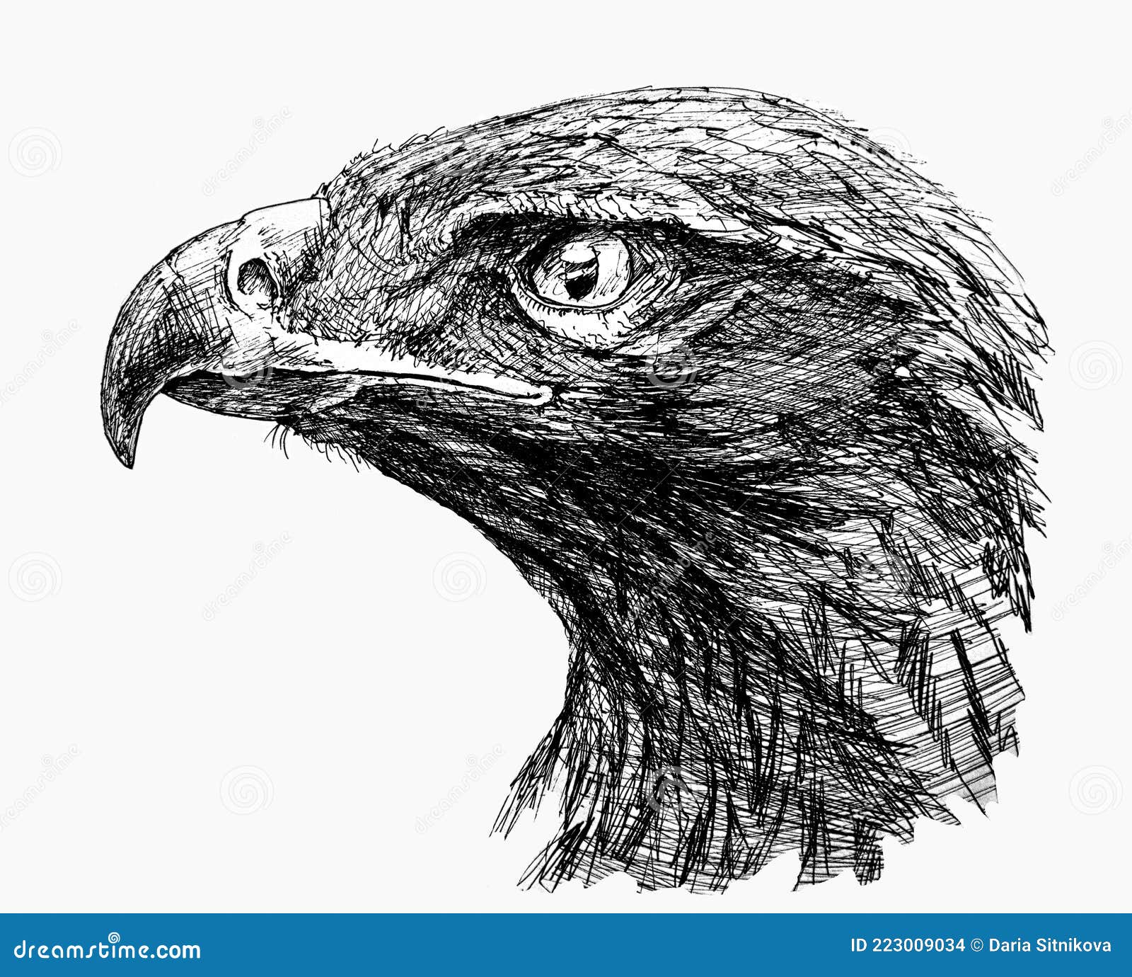 Eagle sketch stock illustration. Illustration of wing - 223009034