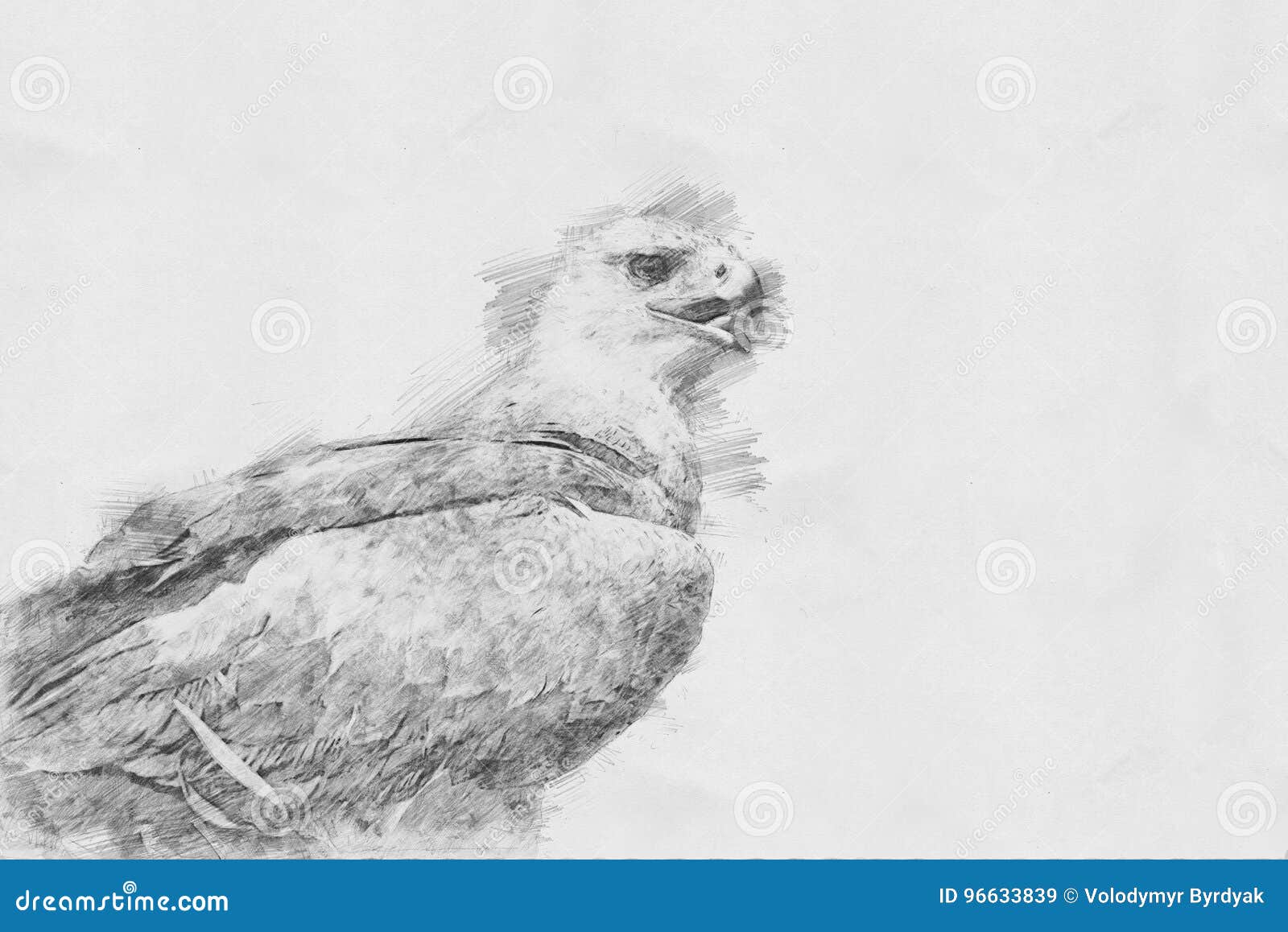 Eagle. Sketch with pencil stock illustration. Illustration of graphic ...