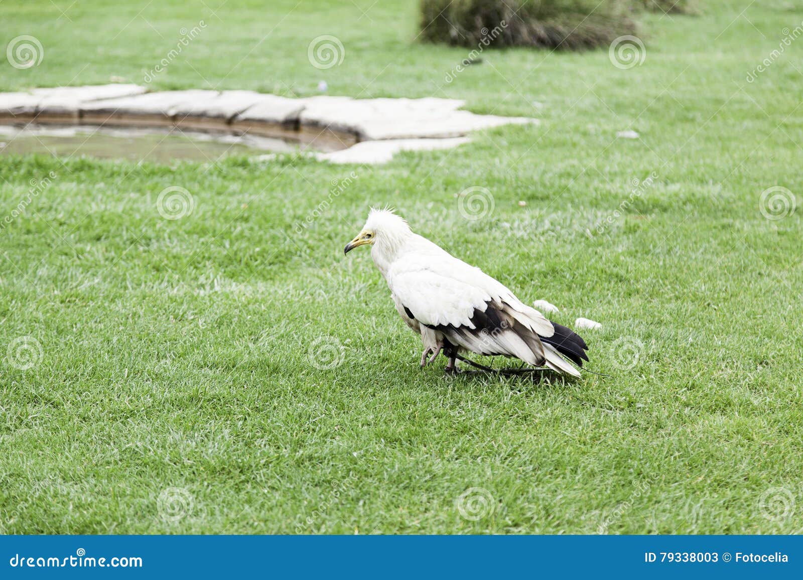 Eagle small park stock image. Image of background, falconry - 79338003