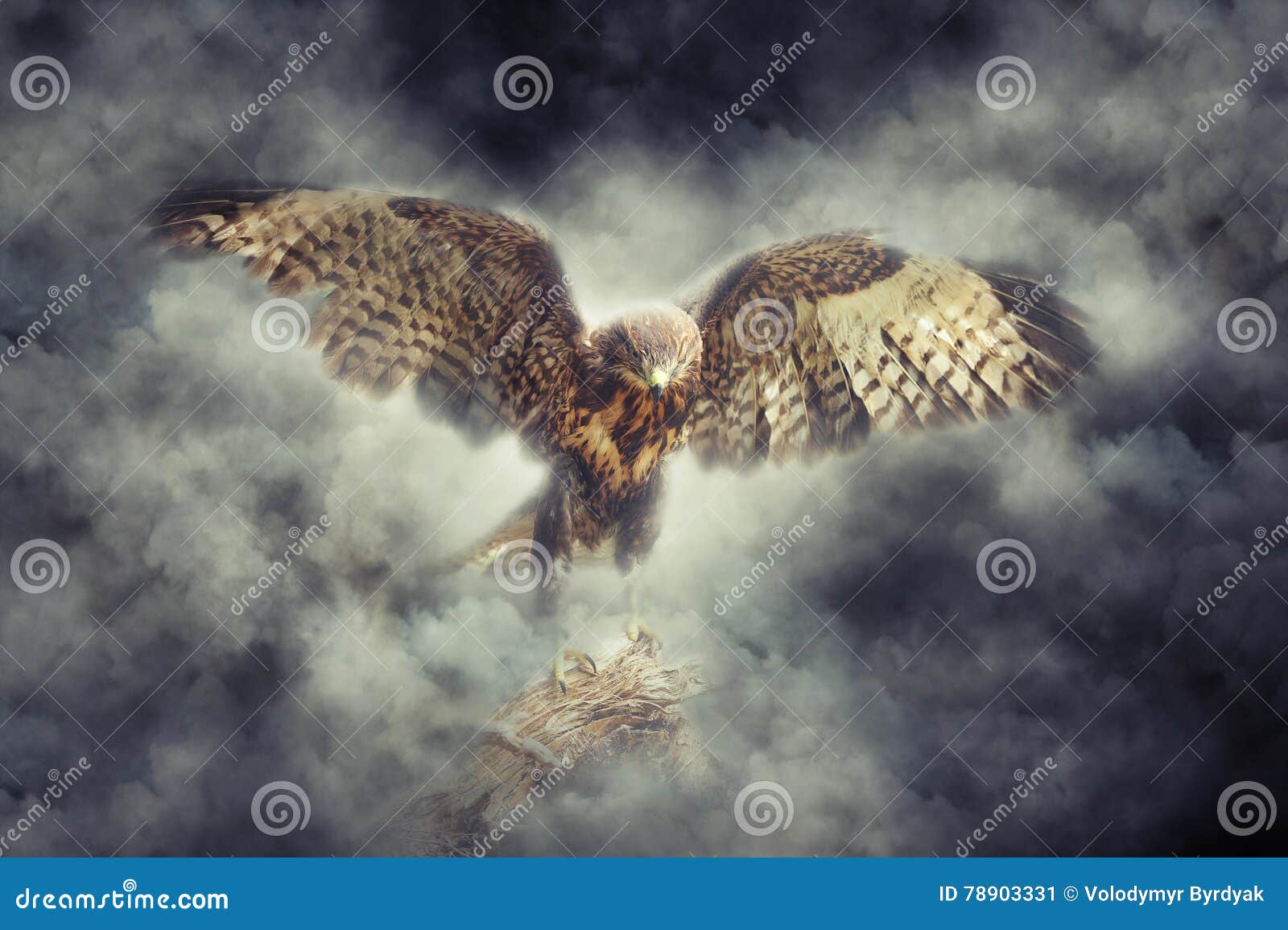 Eagle in smoke stock image. Image of bird, symbols, feather - 78903331