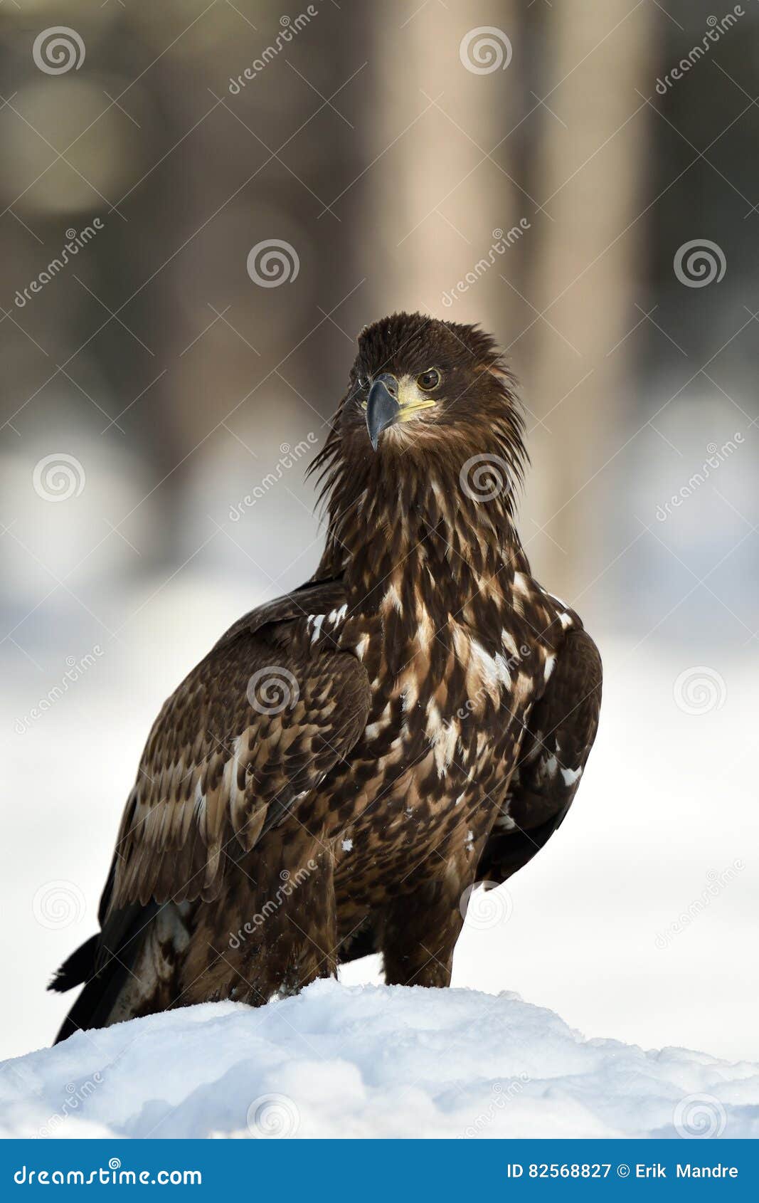Eagle on Snow in Winter. Birds of Prey on Snow. White-tailed Eagle ...