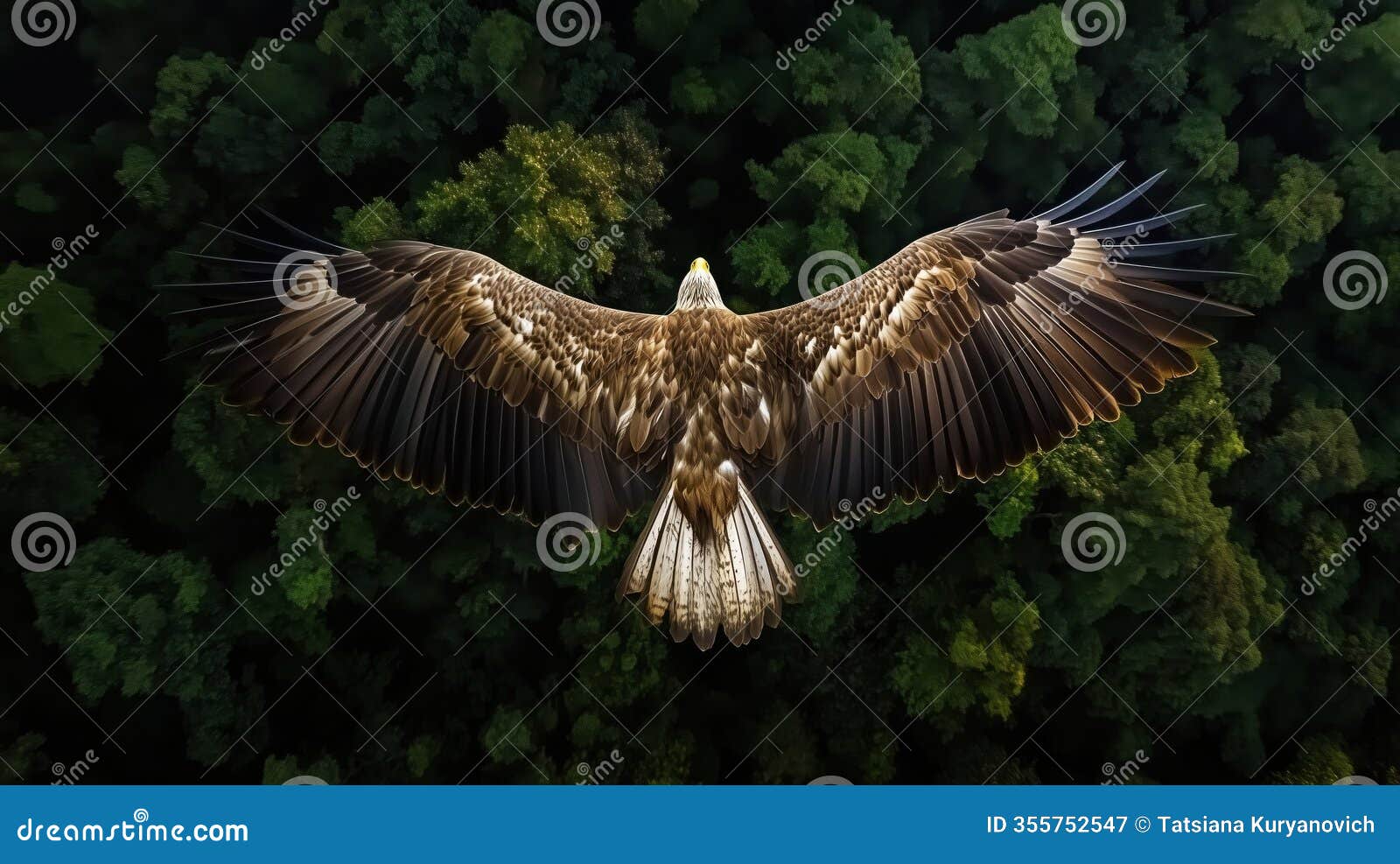 Eagle Soaring Above Lush Green Forest Canopy, Wings Spread Wide Stock ...