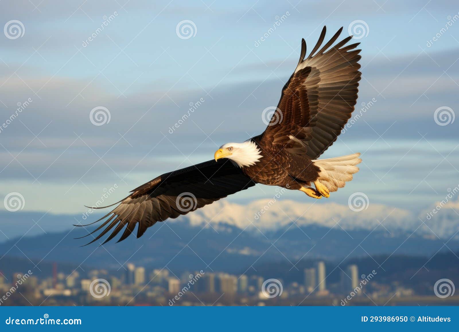 An Eagle Soaring Over the Skyline Stock Photo - Image of nature ...
