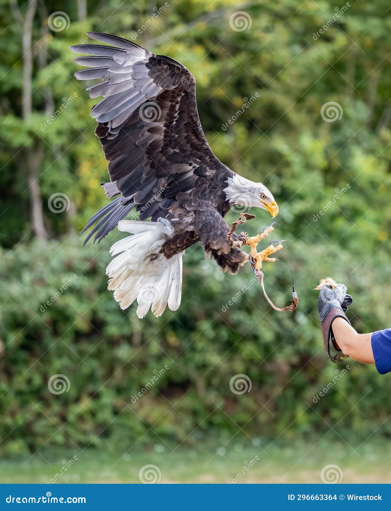 Eagle Soaring through the Sky, in the Direction of a Gloved Human Hand ...