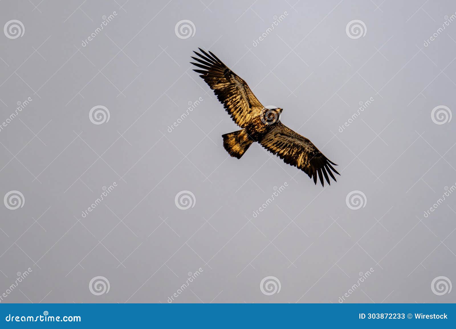 An Eagle Soaring in the Sky with a Tail Turned Slightly Upward Stock ...