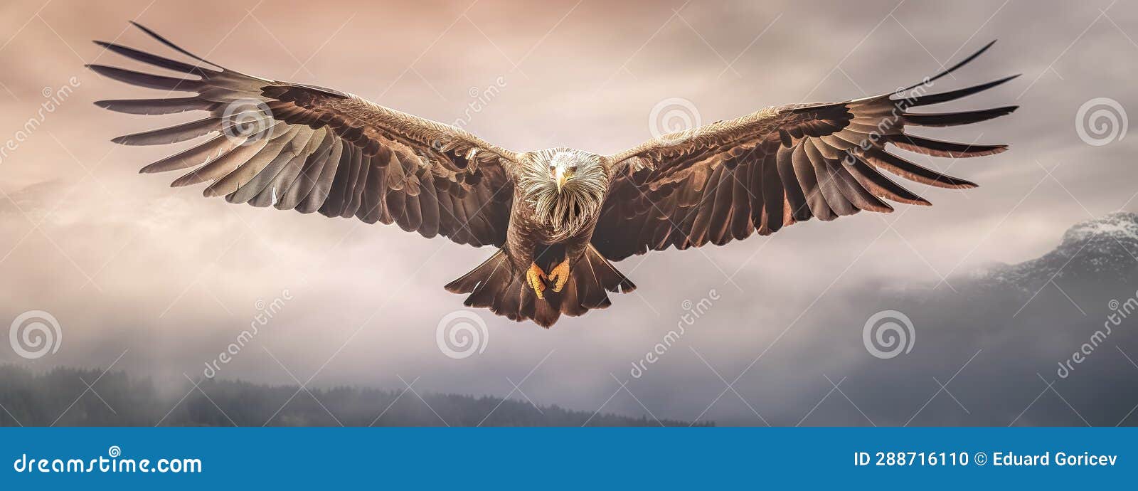 An Eagle Soars in the Sky with Outstretched Wings, Banner Stock Photo ...