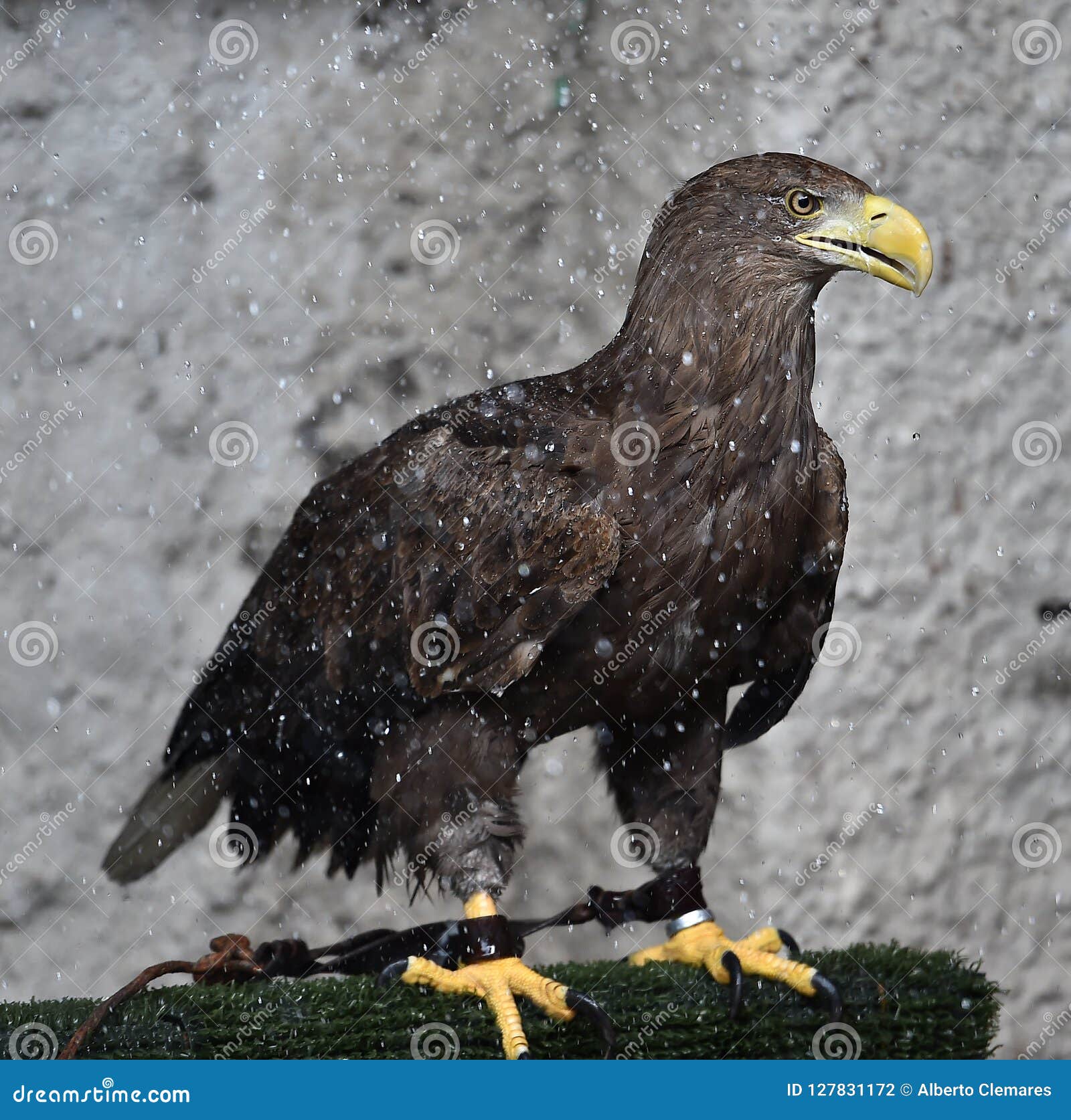 Eagle in spain stock photo. Image of culture, eagle - 127831172