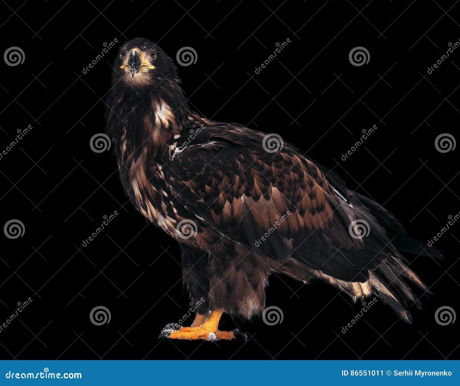 Eagle Standing Full Size Isolated at Black Stock Image - Image of ...