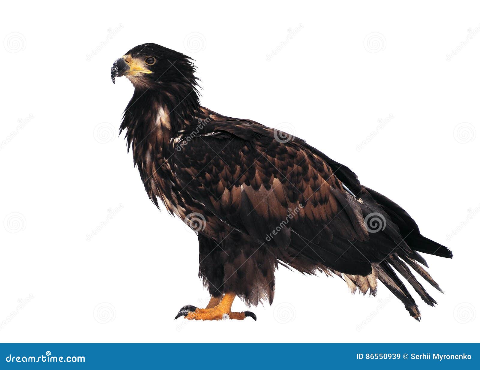 Eagle Standing Full Size Profile Isolated on White Stock Image - Image ...