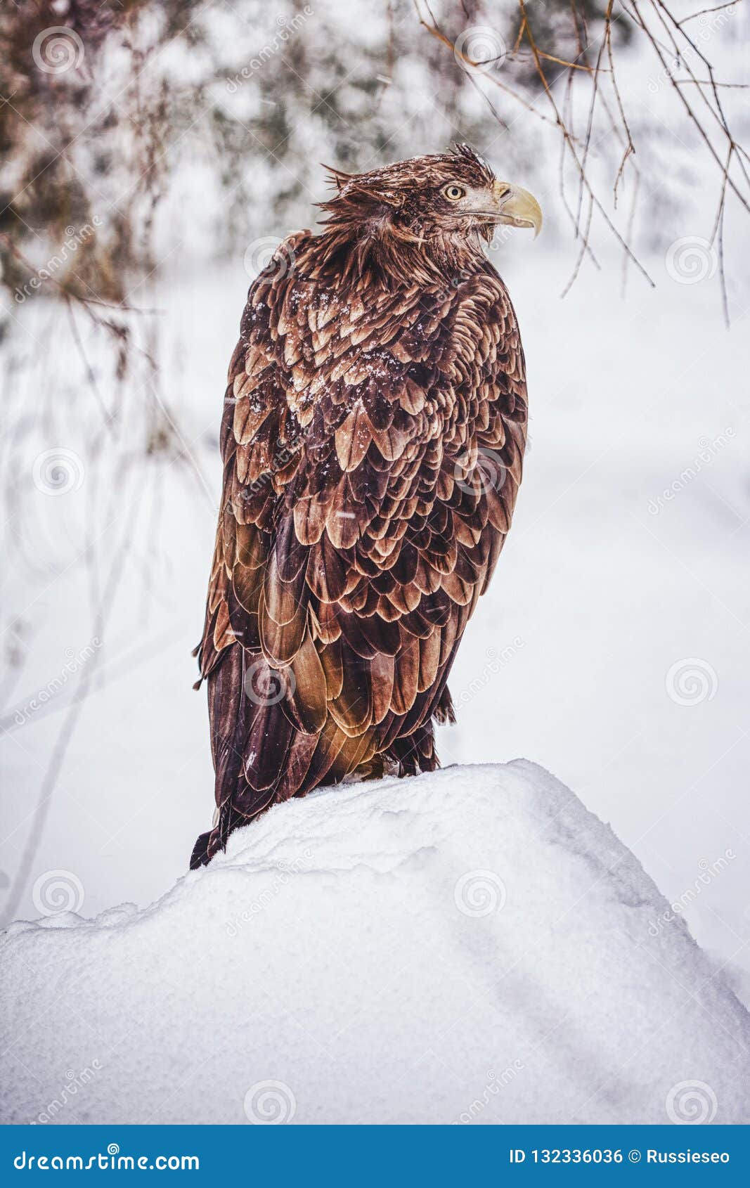 Eagle in the winter stock photo. Image of fauna, chill - 132336036