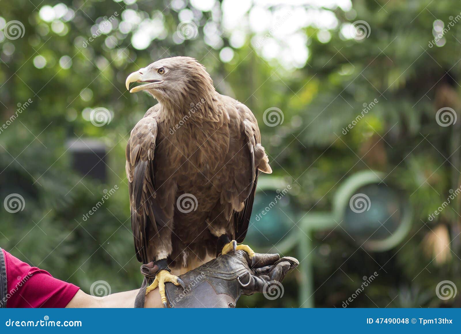 Eagle Standing on the Trainer S Hand in the Bird Show Stock Photo ...