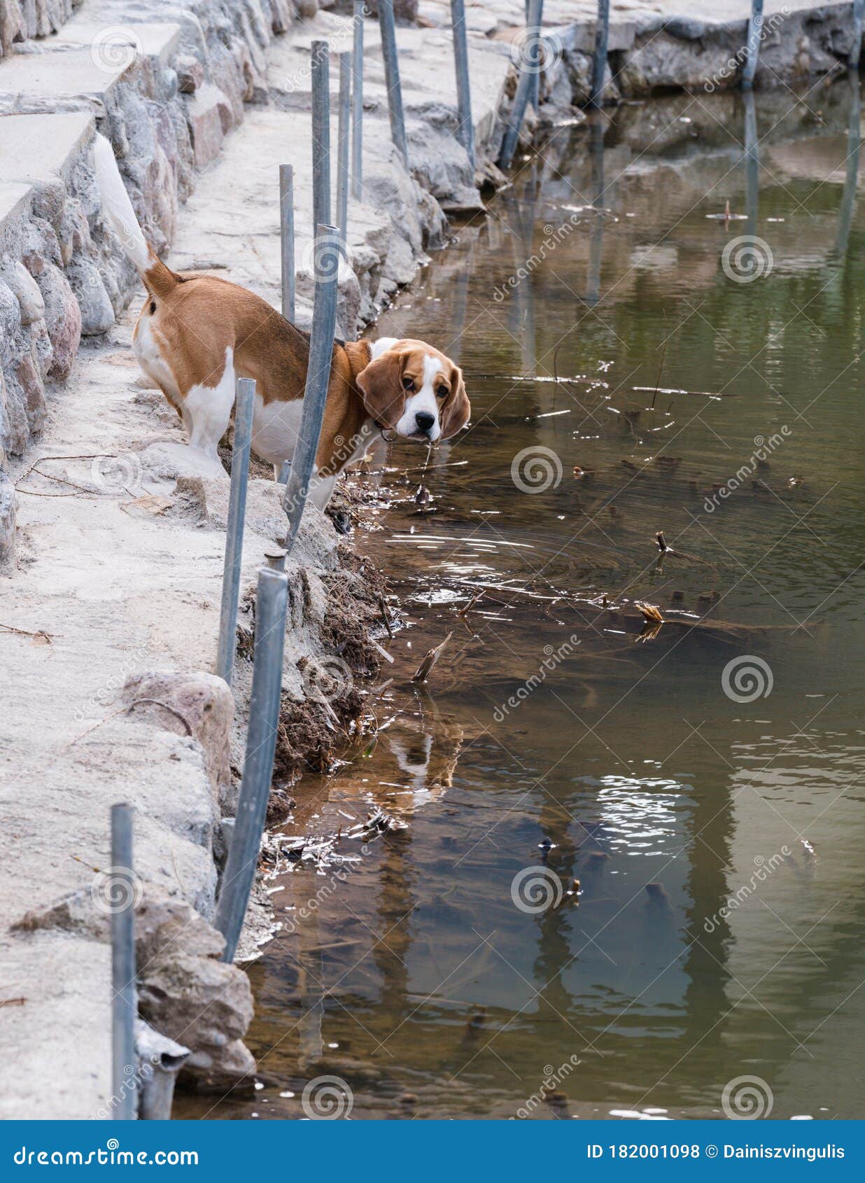 Do Beagles Drink A Lot Of Water