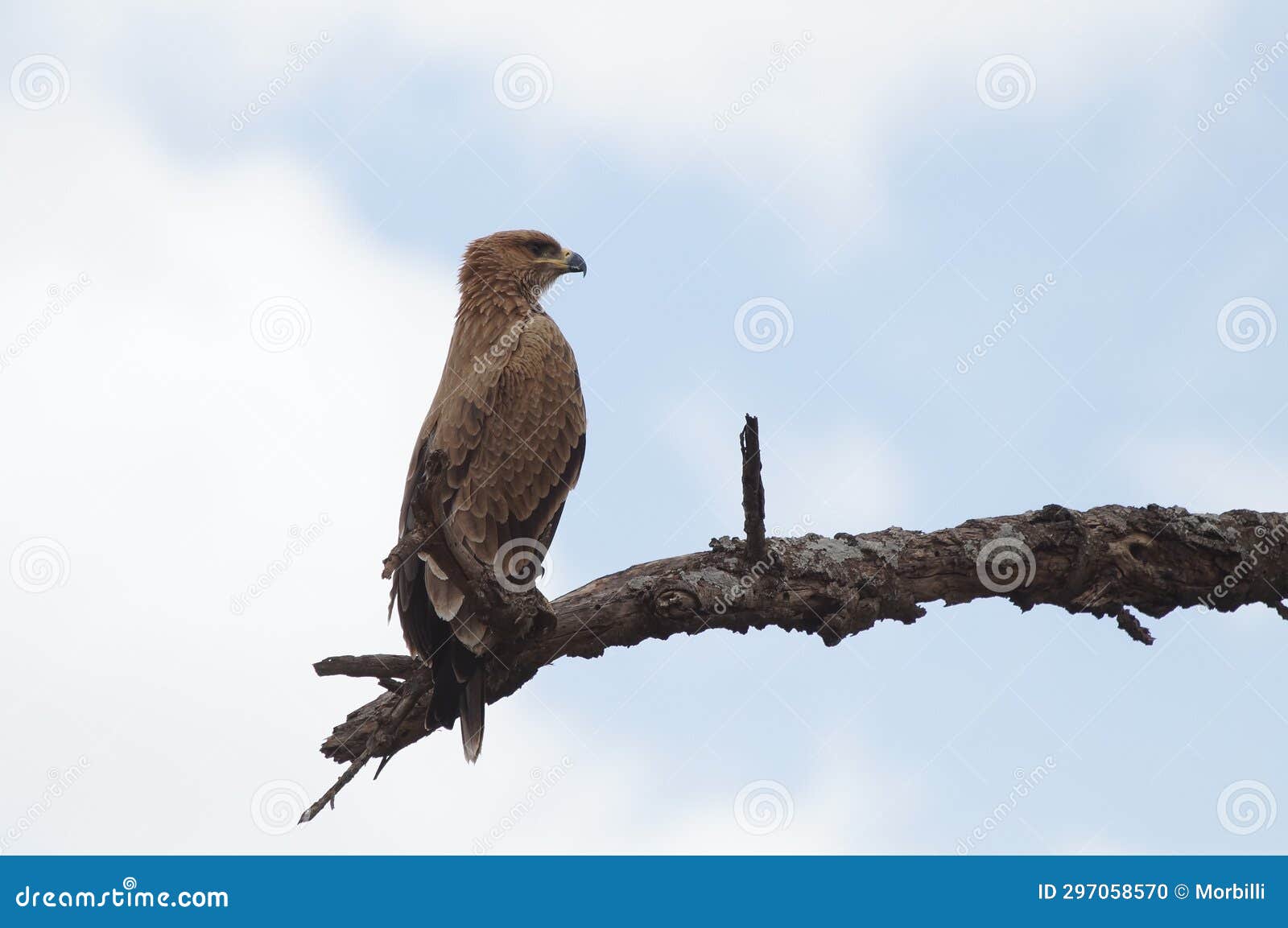 An Eagle Stands on a Tree Branch Stock Photo - Image of hawk, animal ...