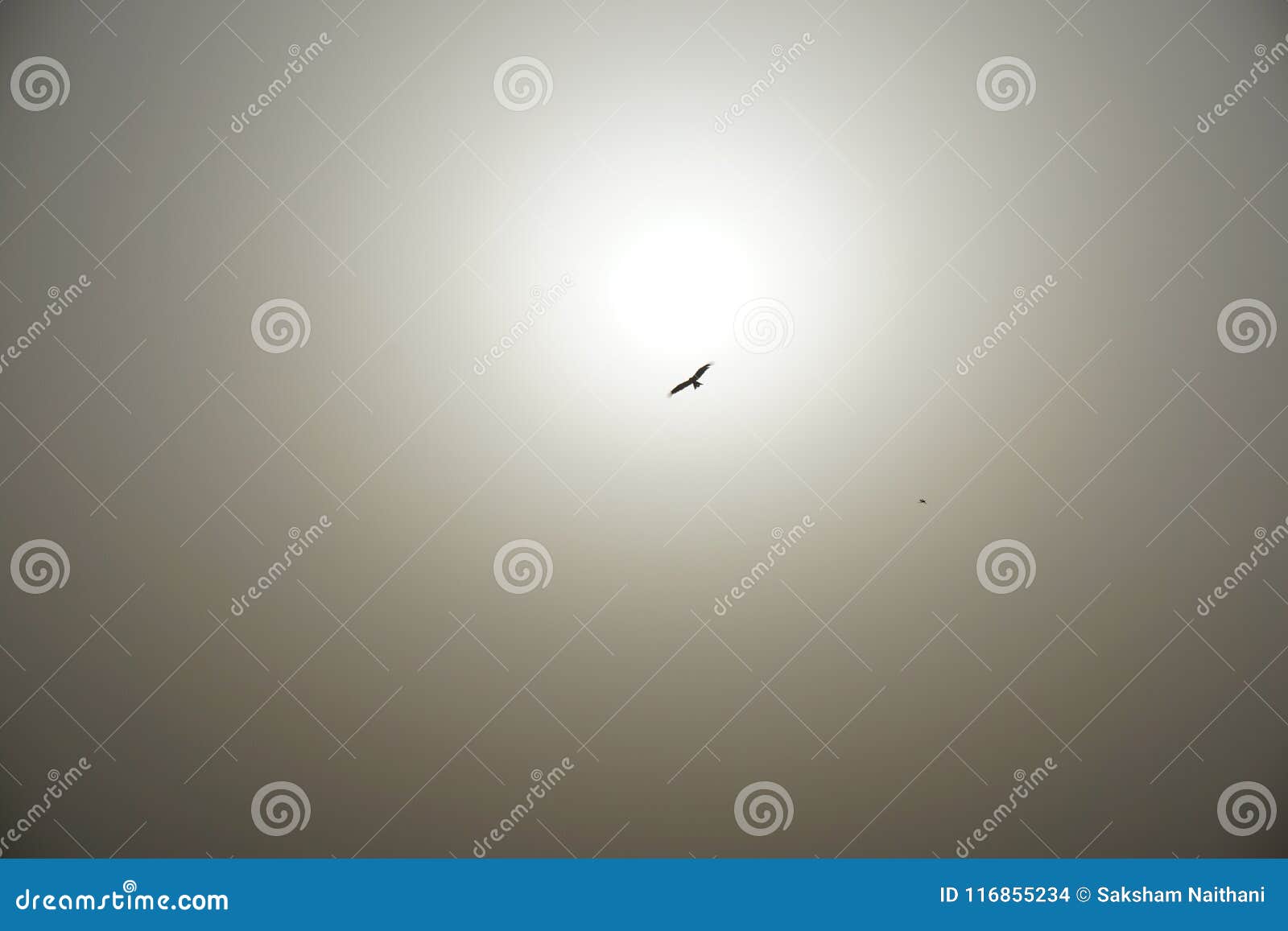 Eagle stock photo. Image of eagle, wisdom, dawn, infinity - 116855234