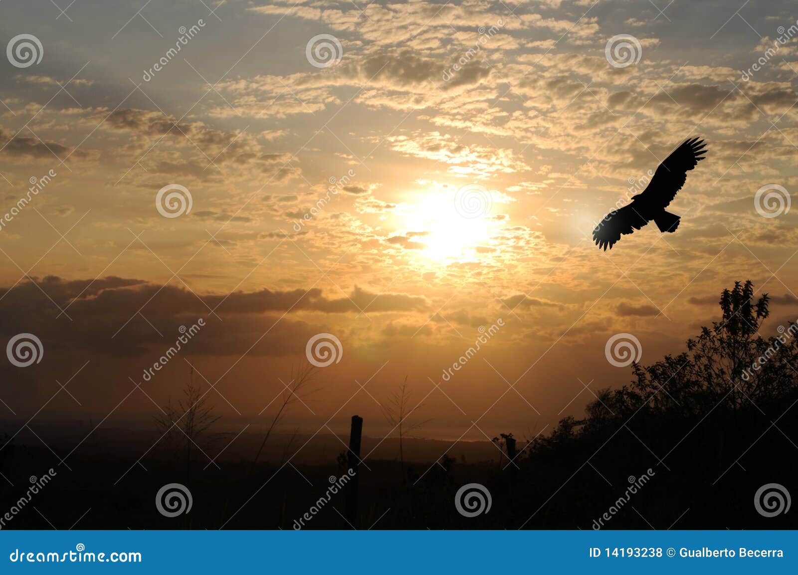 Eagle Sunrise stock photo. Image of color, dawn, flying - 14193238