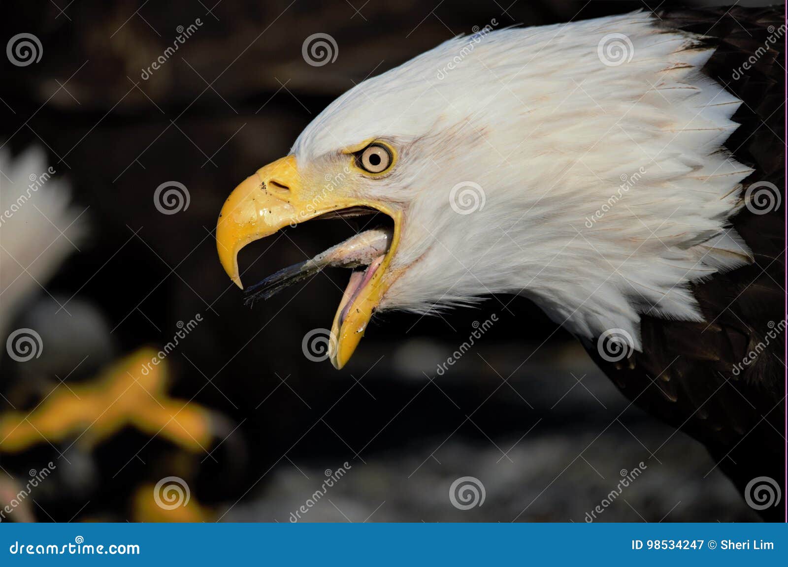 Eagle swallowing fish stock image. Image of closeup, fish - 98534247