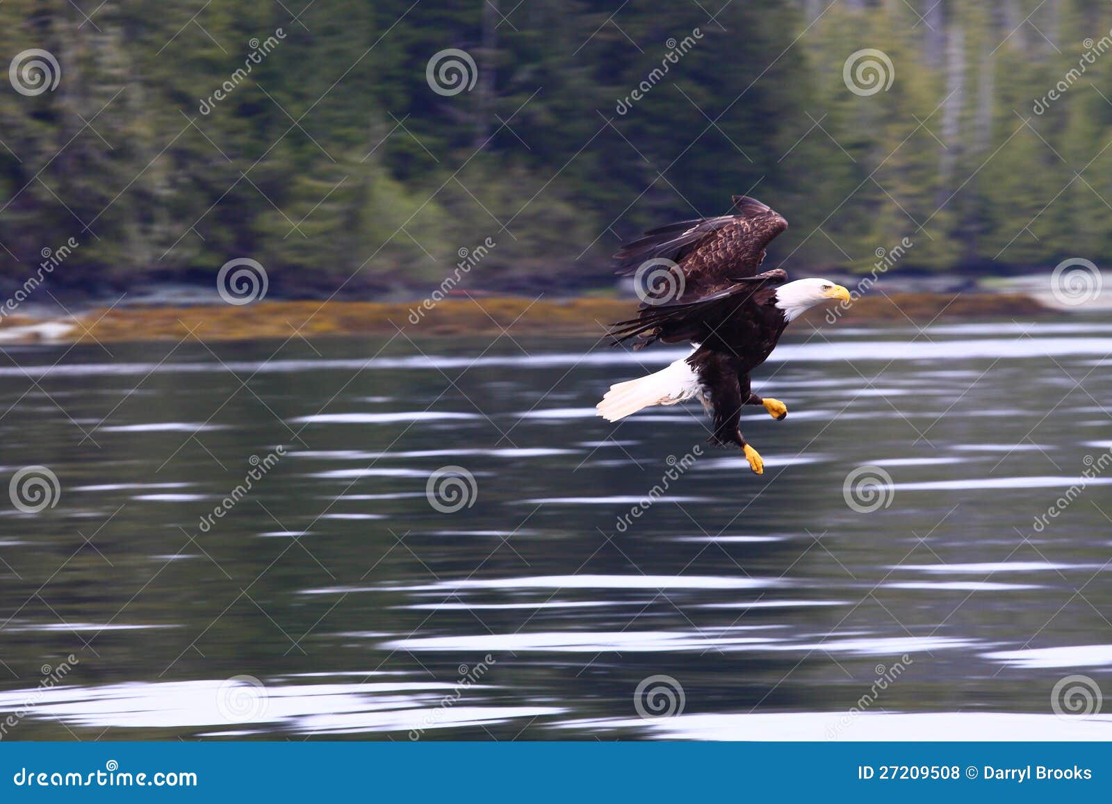 Eagle Swooping For Food Stock Image | CartoonDealer.com #25689667