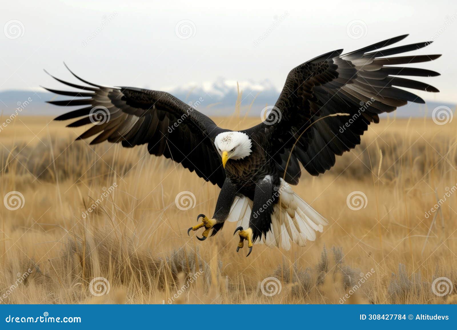 Eagle Swooping Down Towards the Grasslands with Claws Outstretched ...