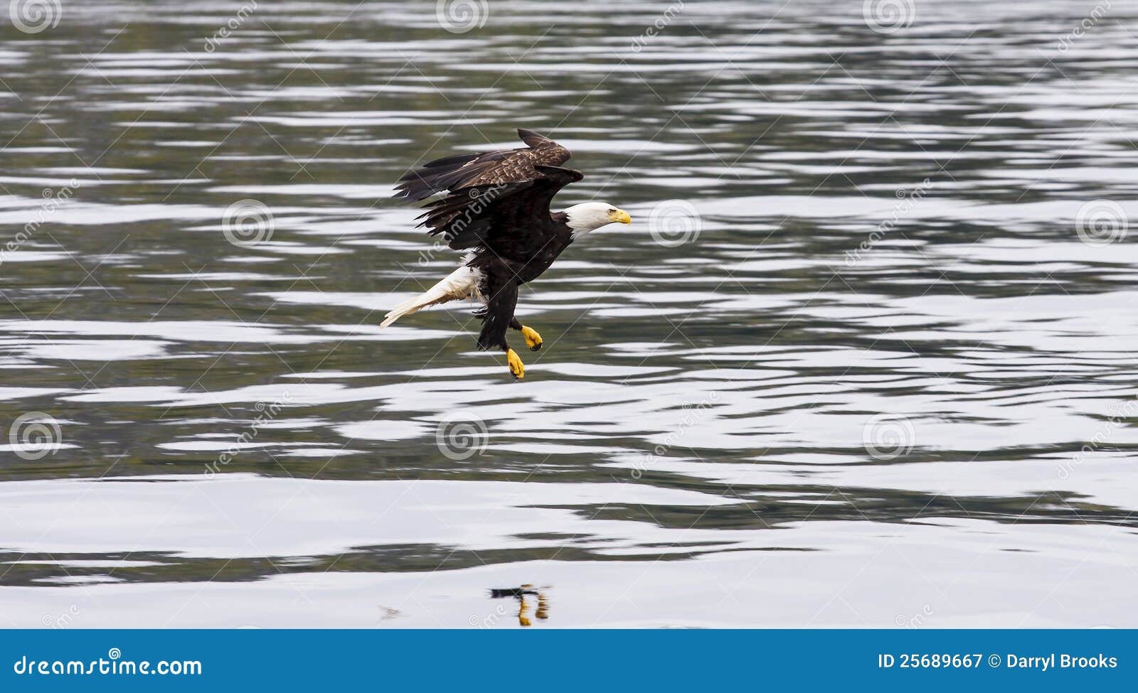 Eagle Swooping for Food stock image. Image of flight - 25689667