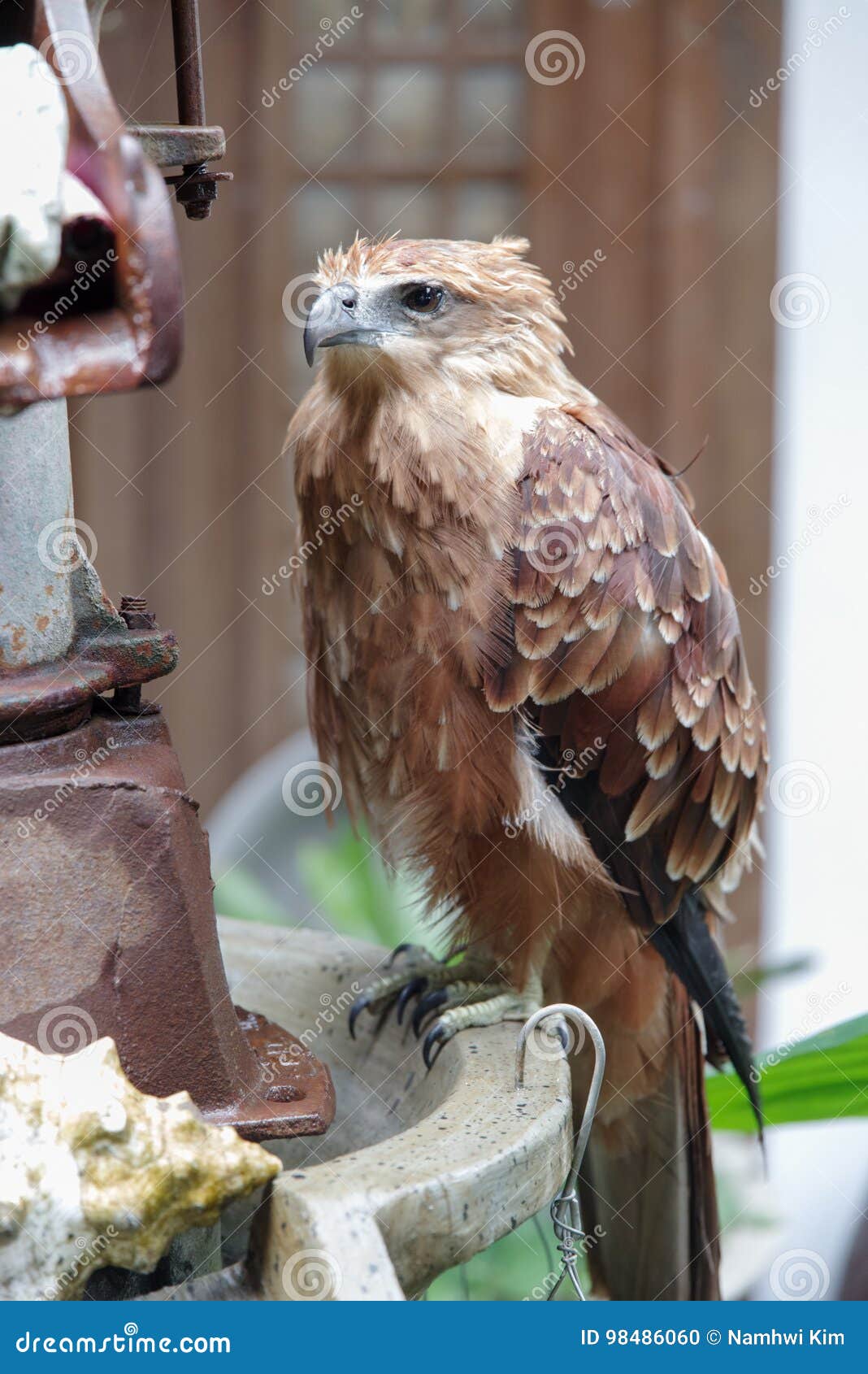 Eagle on the table stock photo. Image of bird, symbol - 98486060