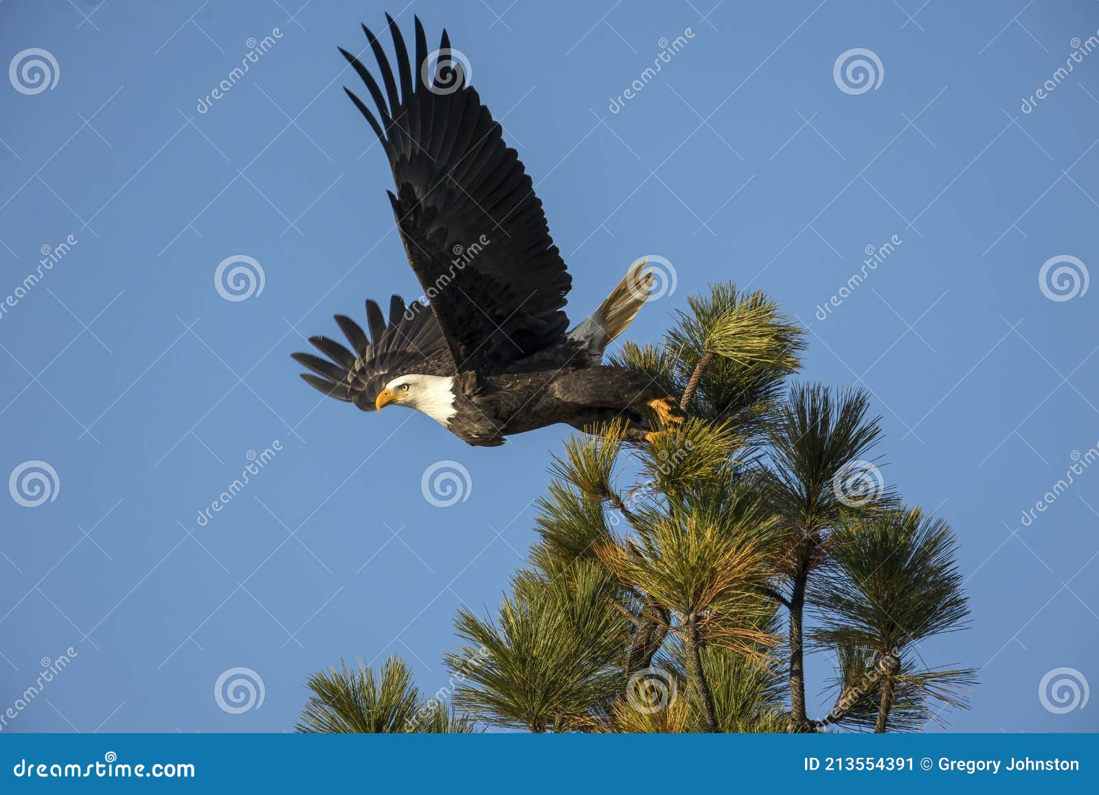 Eagle Taking Flight from Tree Stock Image - Image of carnivore, flight ...