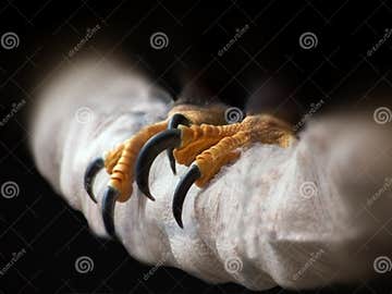 Eagle Talons stock image. Image of strong, nails, claws - 5898567