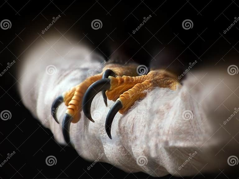 Eagle Talons stock image. Image of strong, nails, claws - 5898567