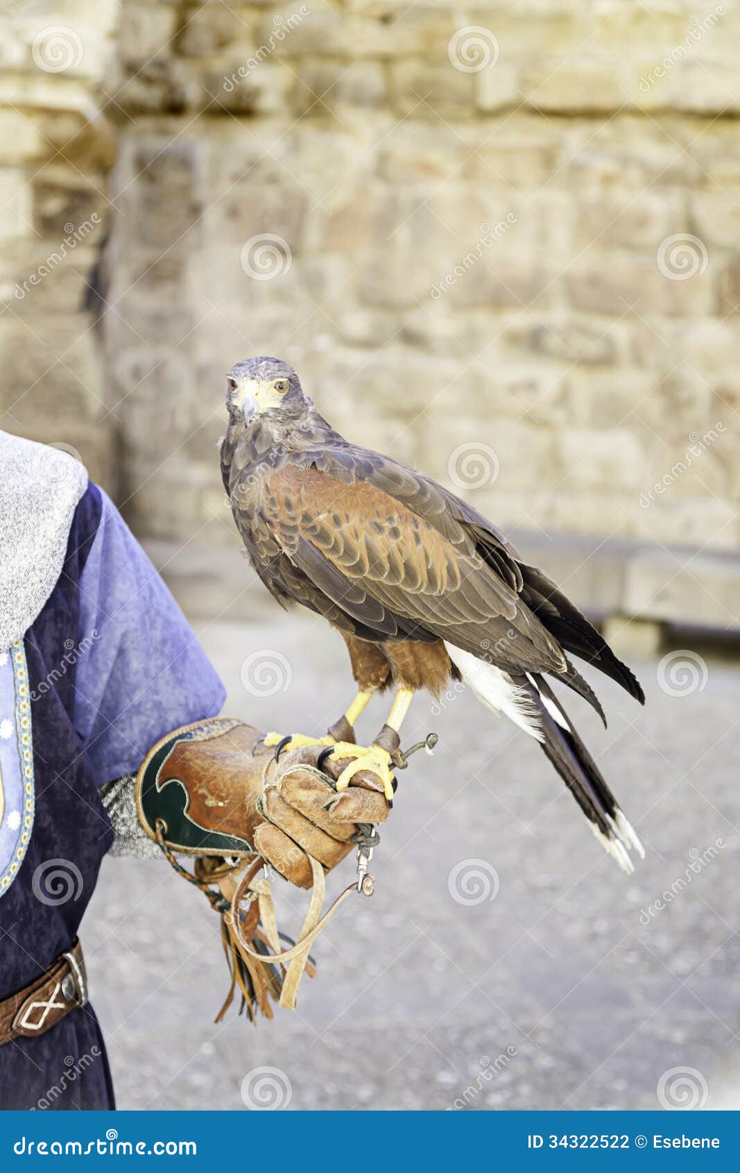 Tamed And Trained Fastest Bird Predator Falcon Or Hawk Stock Image ...