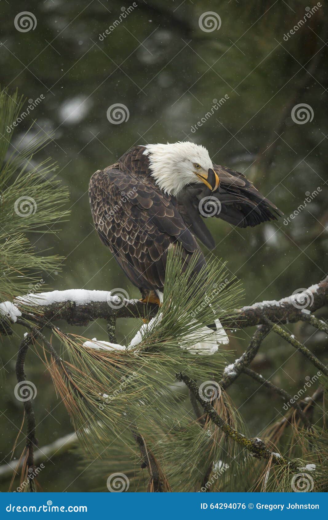 Eagle Tiene Pluma En Su Pico Foto de archivo - Imagen de plumas ...
