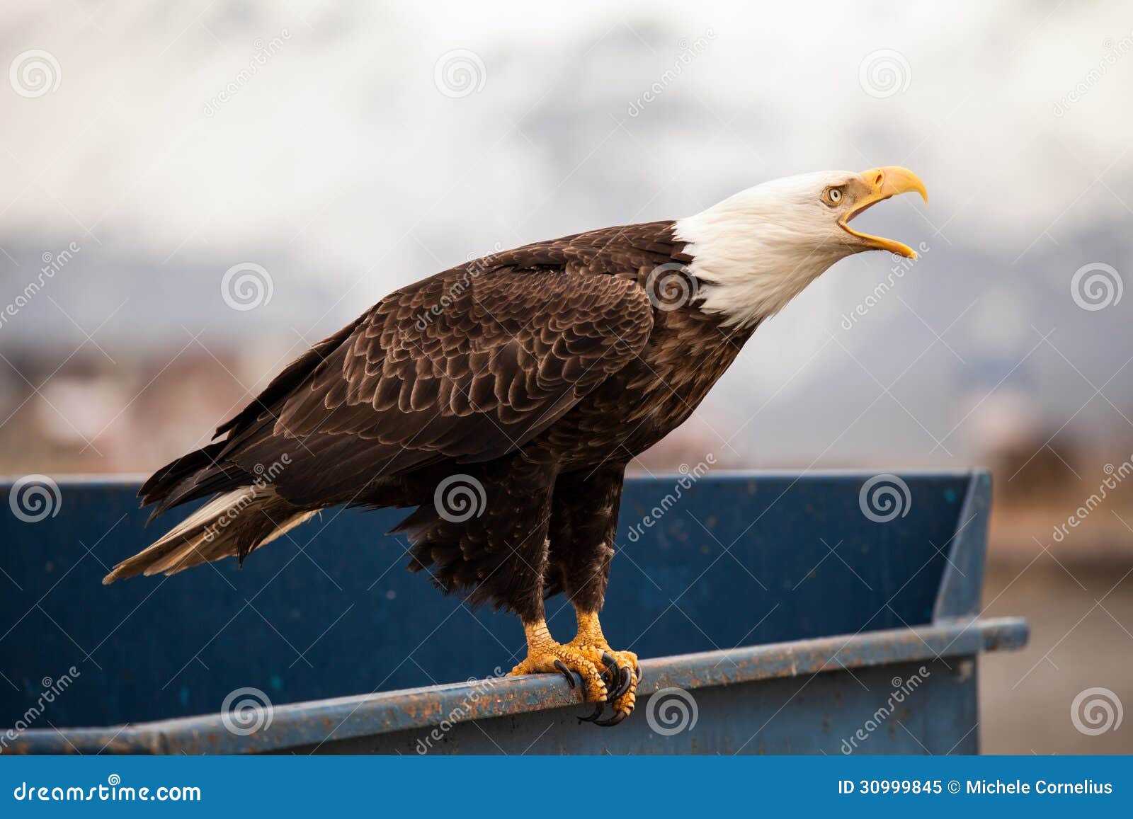 Eagle on a trash dumpster stock image. Image of bird - 30999845