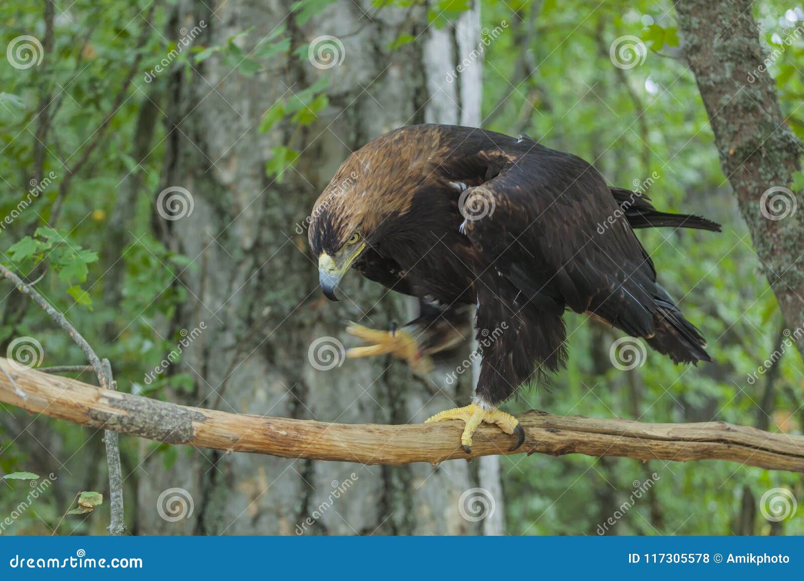Eagle on a Tree in the Forest Stock Photo - Image of head, beauty ...