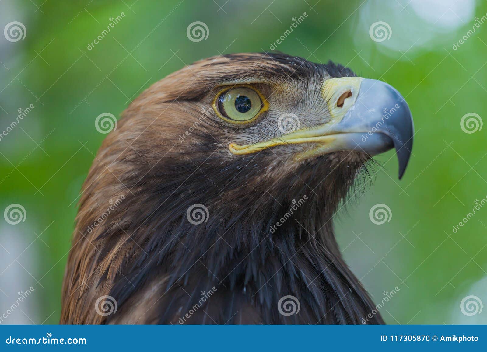 Eagle on a Tree in the Forest Stock Photo - Image of panorama, beauty ...
